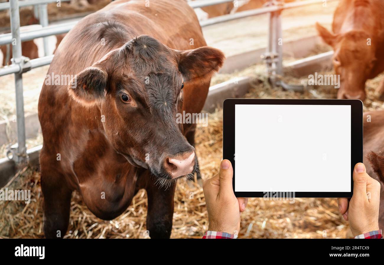 Digital tablet with blank screen on background of cow in cattle farm ...