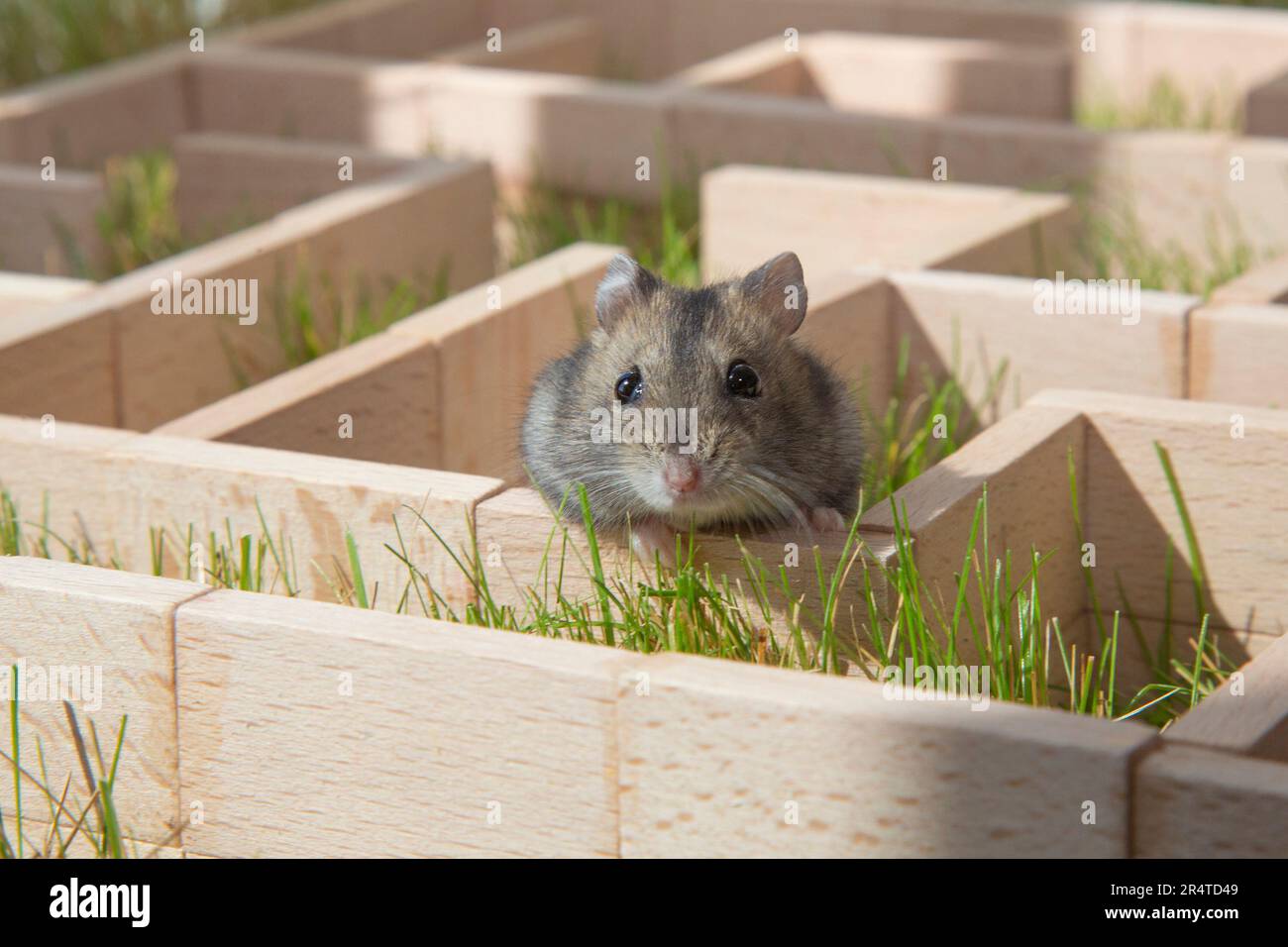 The hamster's muzzle looks out of the maze. A hamster is sitting in a ...