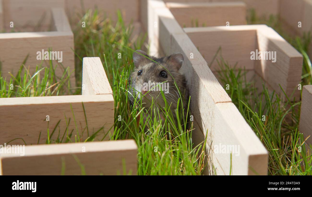 A gray mouse is sitting in the green grass in a maze. The hamster got ...