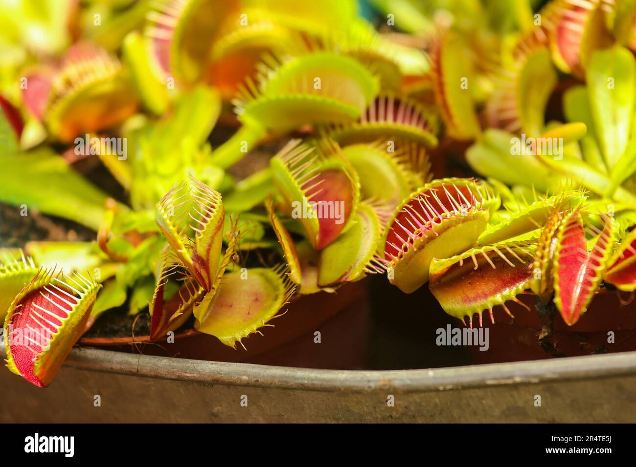A carnivorous plant known as Venus flytrap Stock Photo - Alamy