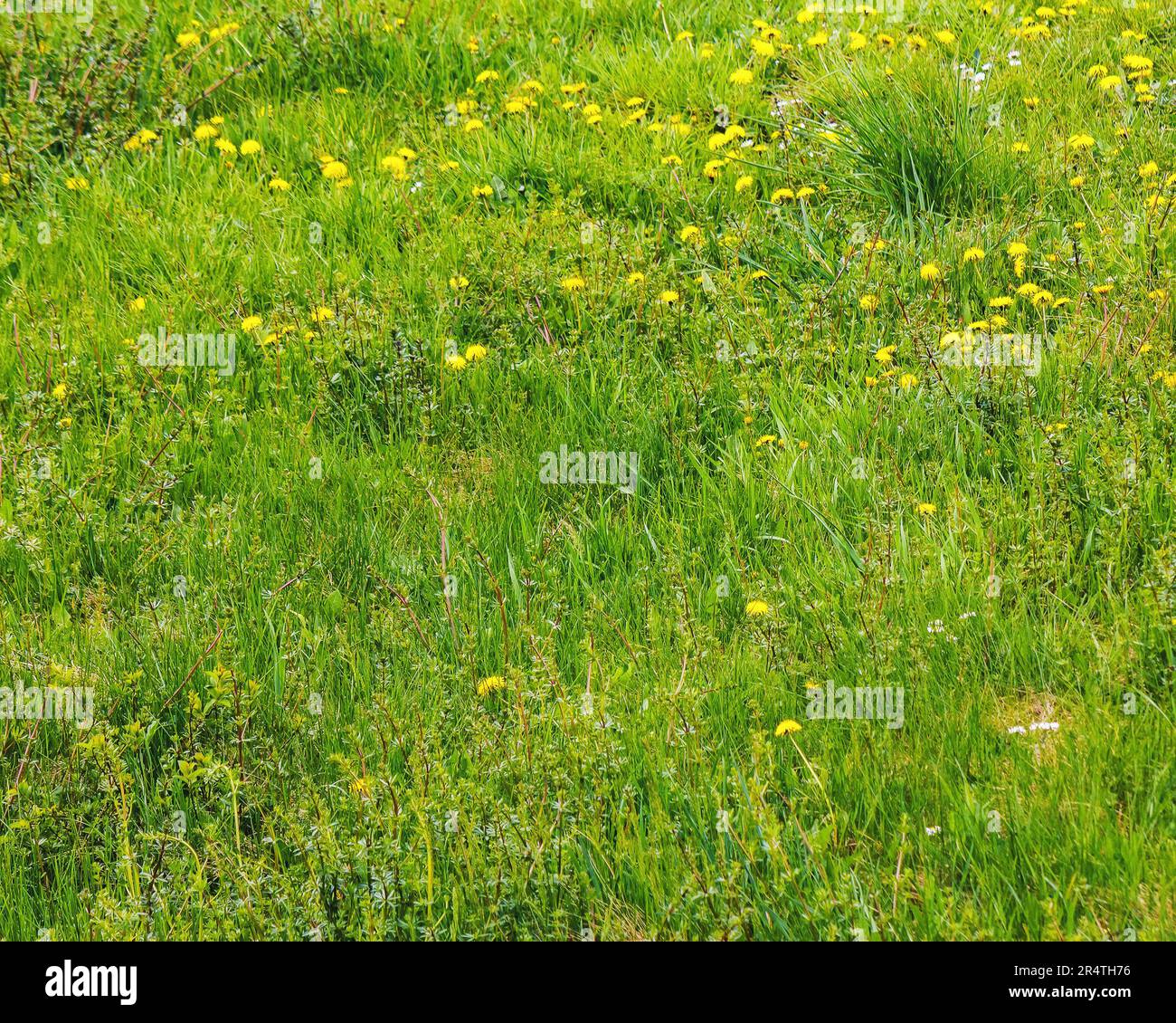 green lawn with dandelions and weed summer background. fresh grass ...