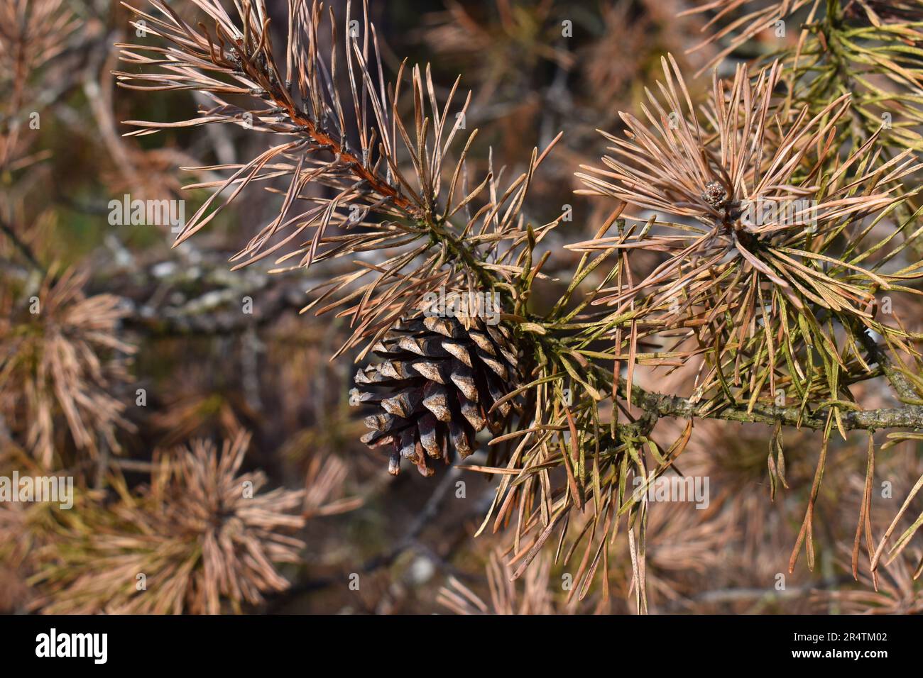 Scots pine cone (Pinus silvestris) and dry branch from heat and drought ...