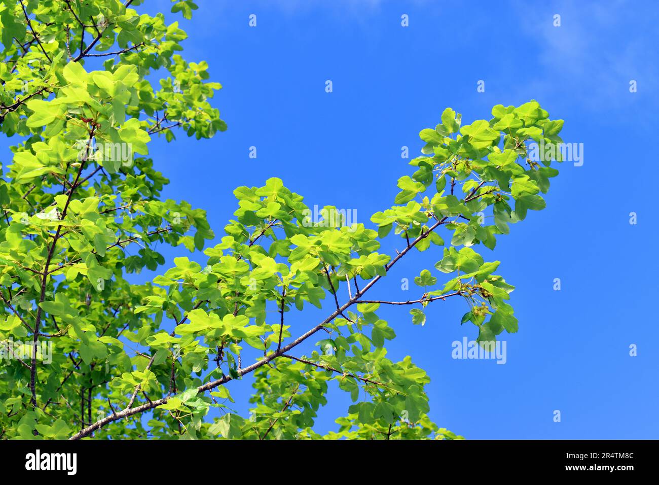 Acer monspessulanum montpellier maple hi-res stock photography and ...