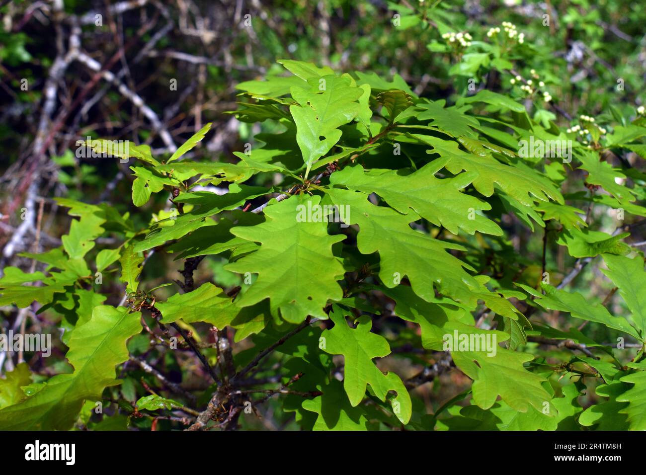 Detail of the leaves of a sessile oak tree (Quercus petraea Stock Photo ...