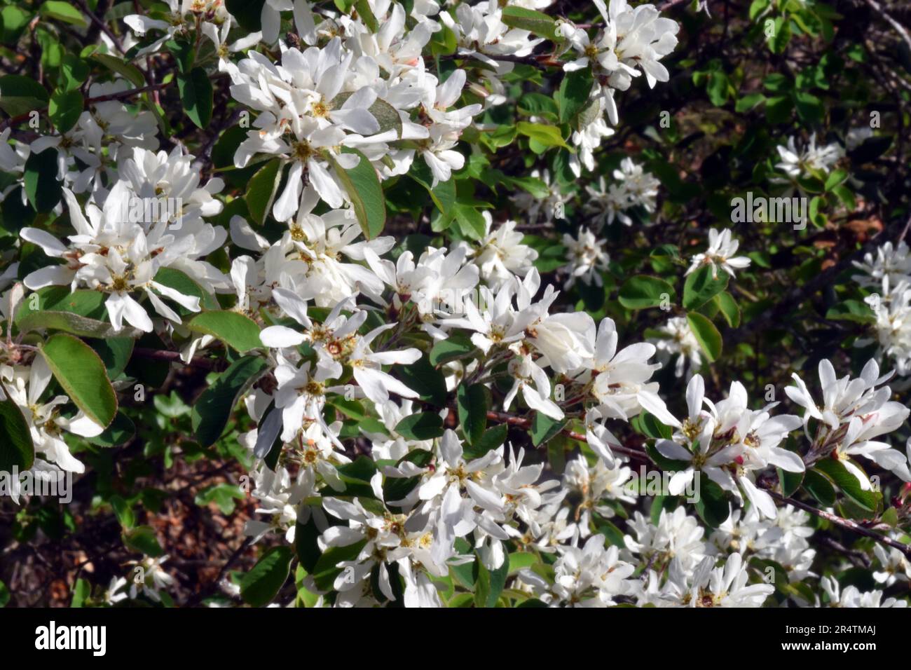 Amelanchier ovalis hi-res stock photography and images - Alamy