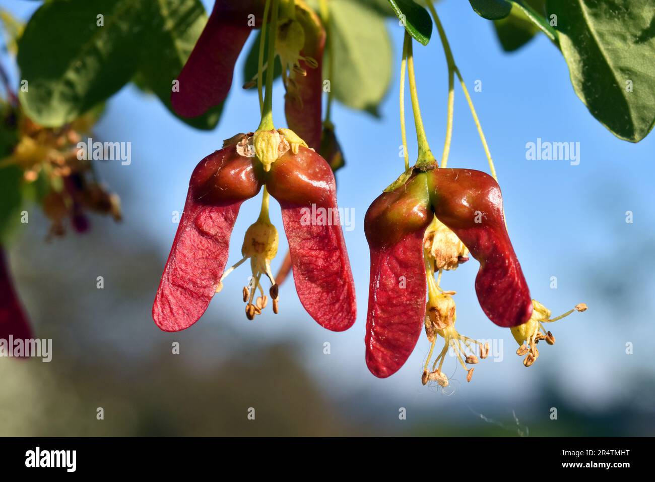 Leaves and fruits of the Montpellier maple (Acer monspessulanum Stock ...