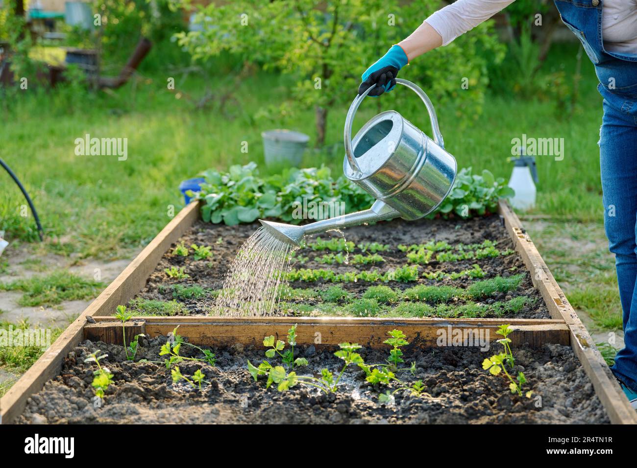 Woman watering vegetable garden with wooden beds with young vegetables ...