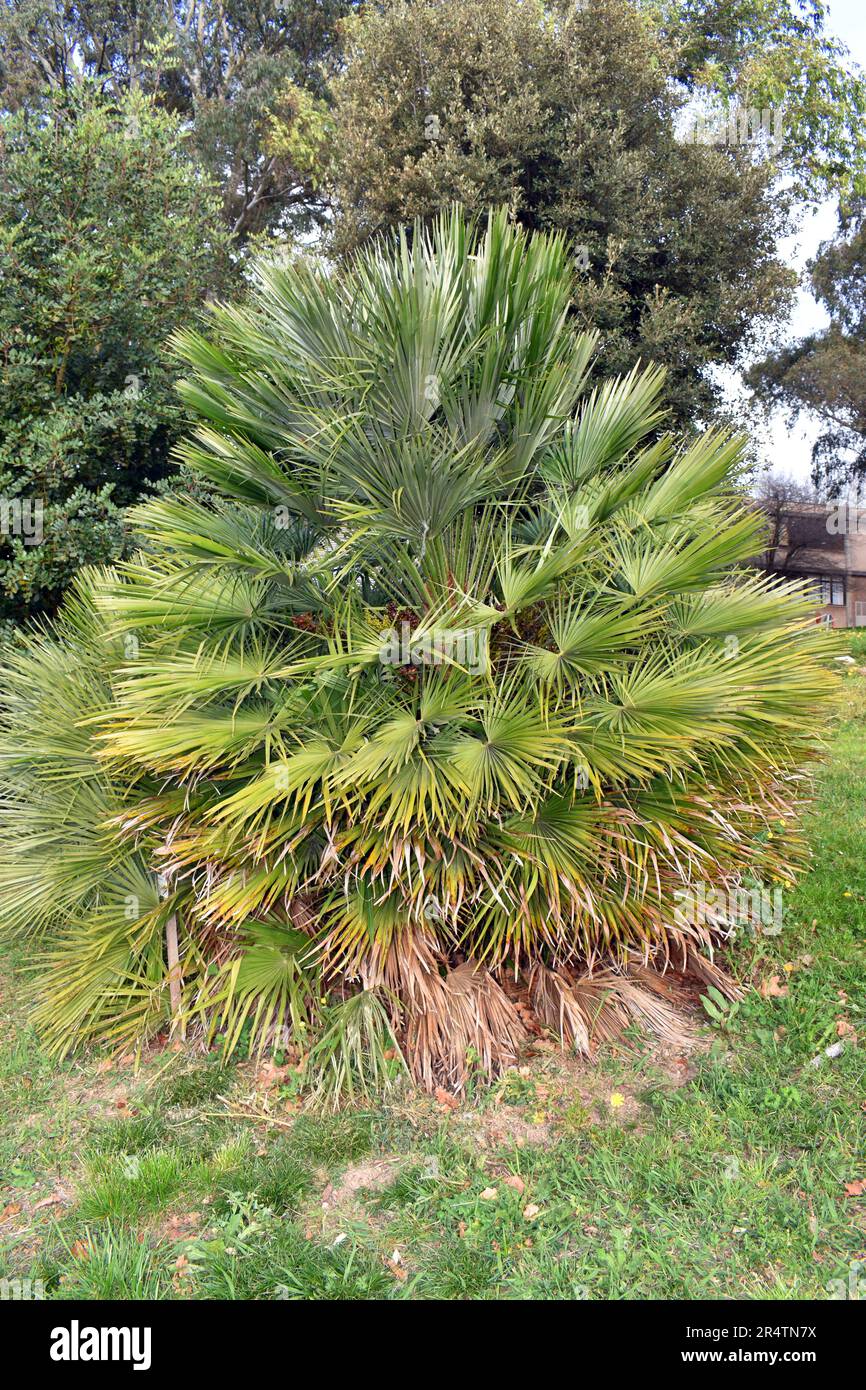 Chamaerops humilis leaf hi-res stock photography and images - Alamy
