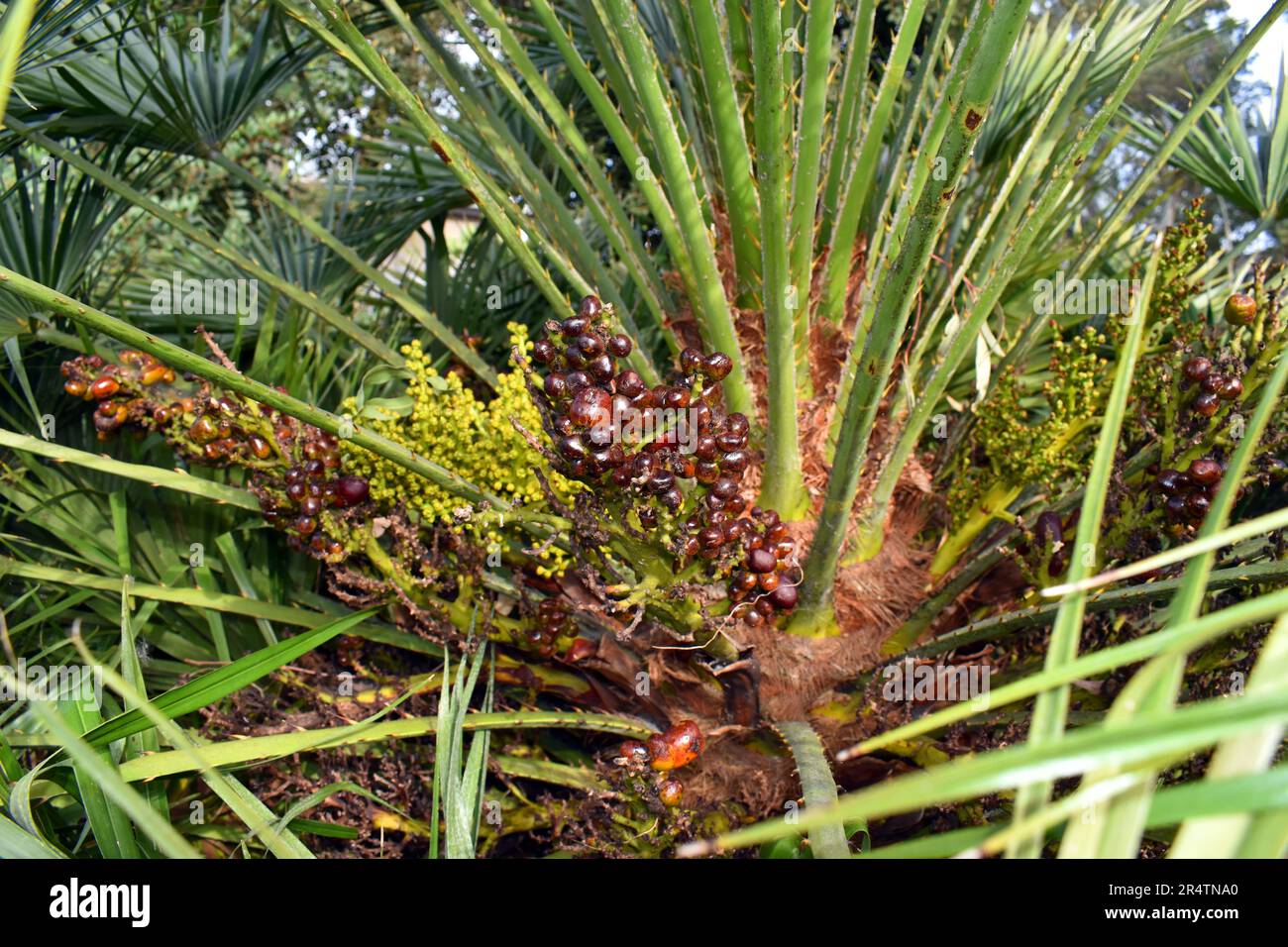 Fruits of the European fan palm (Chamaerops humilis), a species native ...