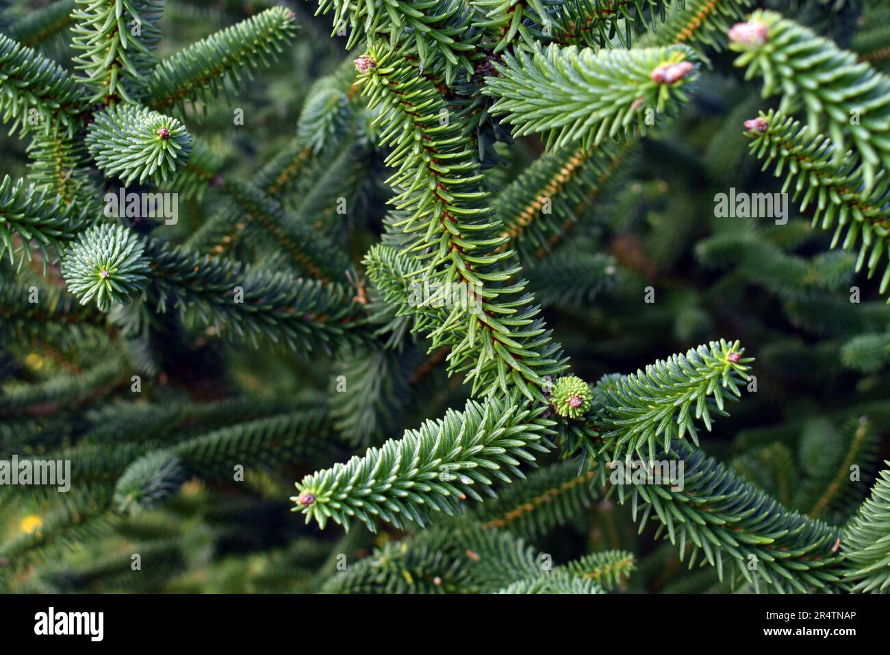 Detail of the leaves of the Spanish fir (Abies pinsapo), a tree endemic ...