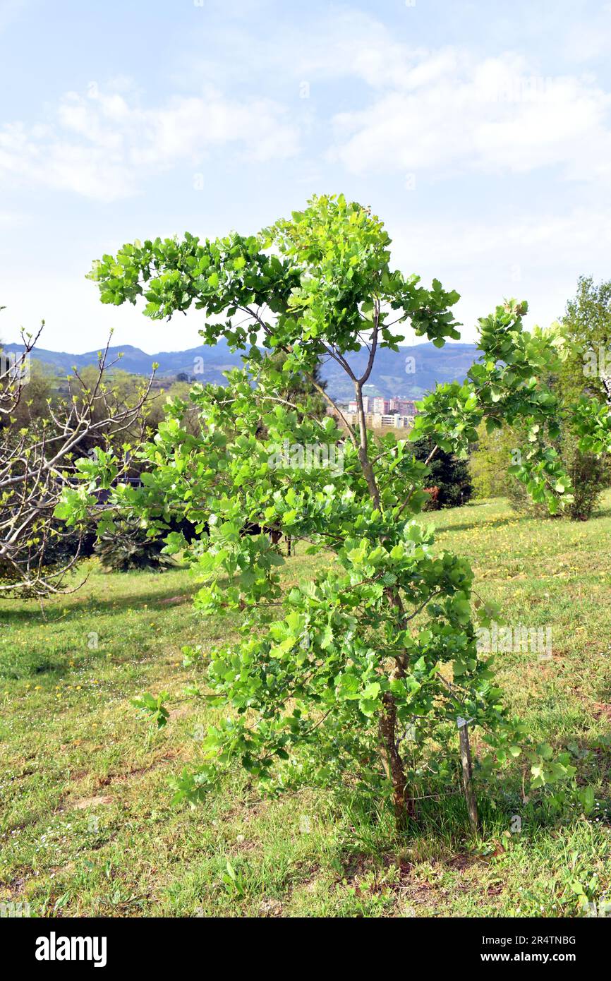 The Mount Tabor oak (Quercus ithaburensis) grown in a garden Stock ...