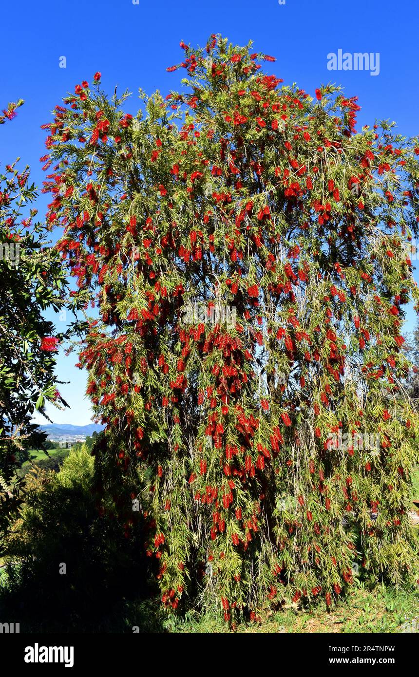 Callistemon park hi-res stock photography and images - Alamy