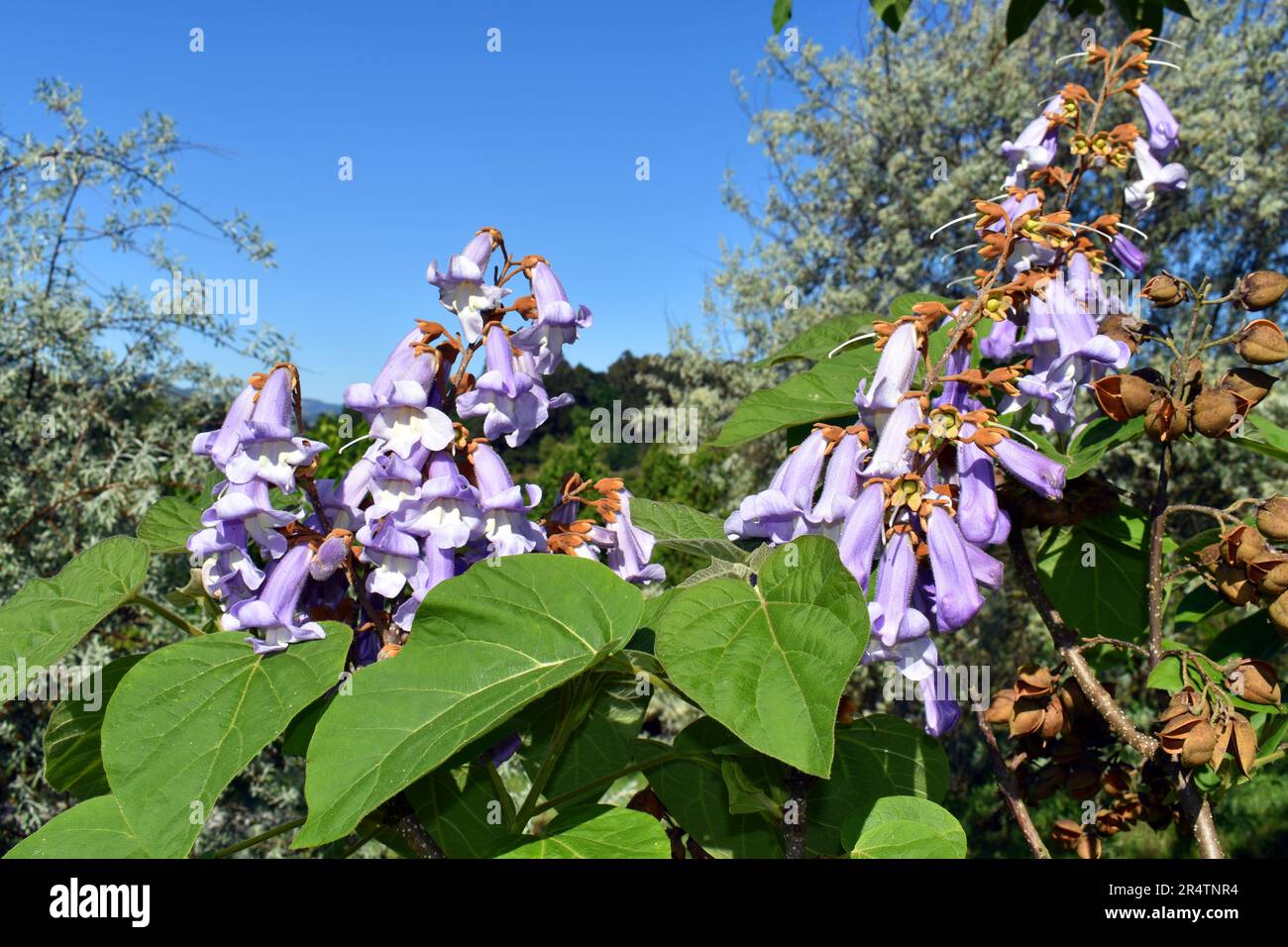 Flowers of princess tree (Paulownia tomentosa) an ornamental tree ...