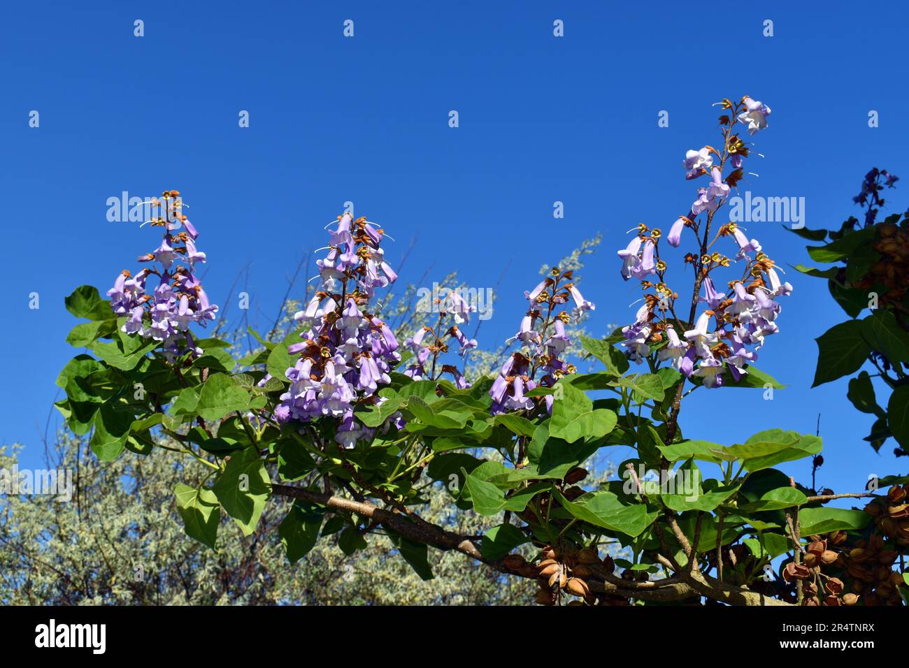 Flowers of princess tree (Paulownia tomentosa) an ornamental tree ...
