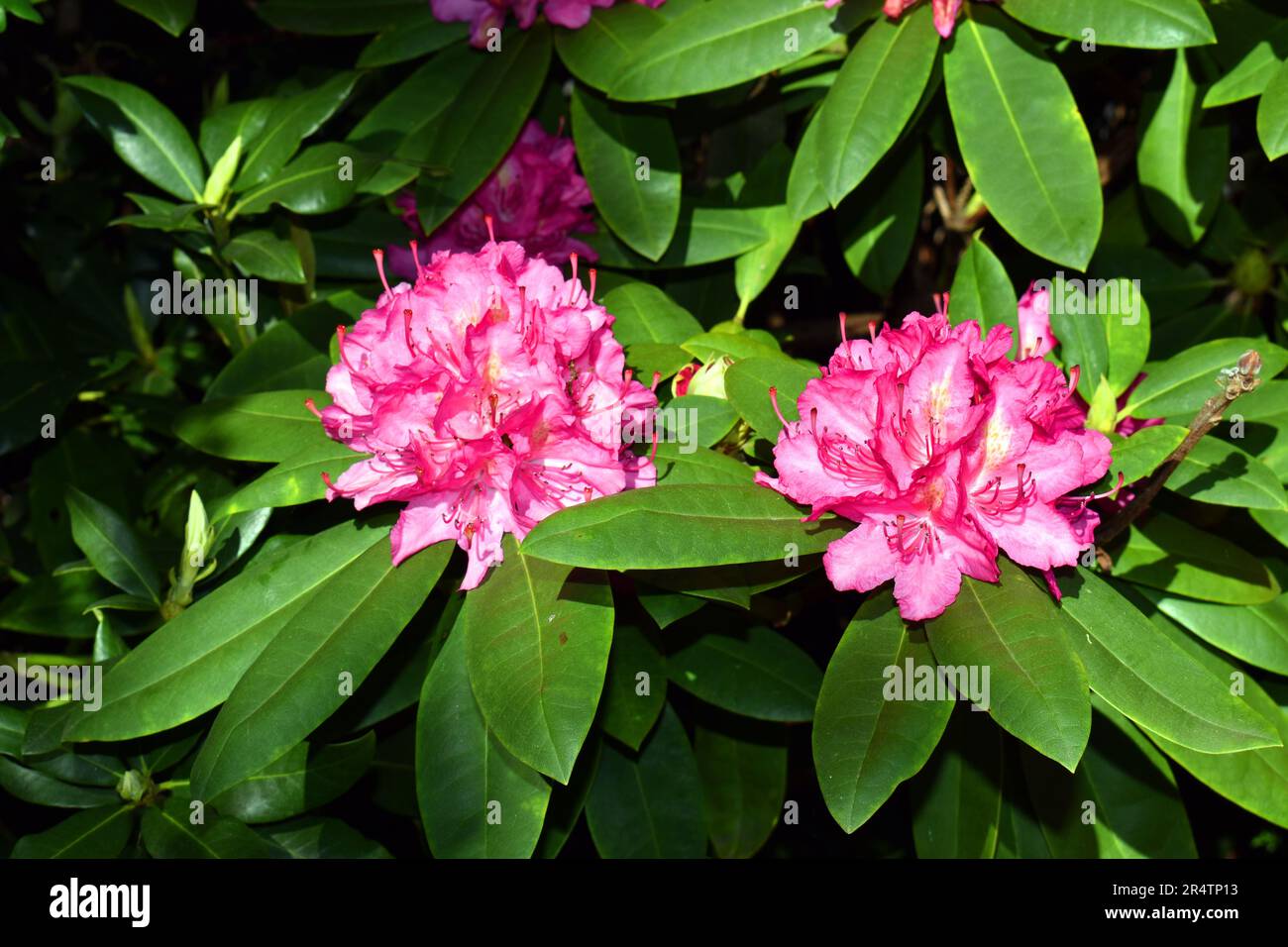 Flowers of Rhododendron English Roseum, a species grown in gardens for ...