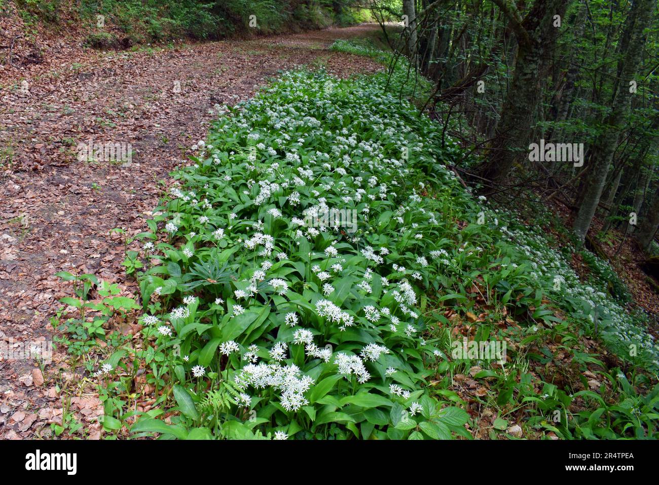 Flowering wild garlic (Allium ursinum) in a beech forest. It is a ...