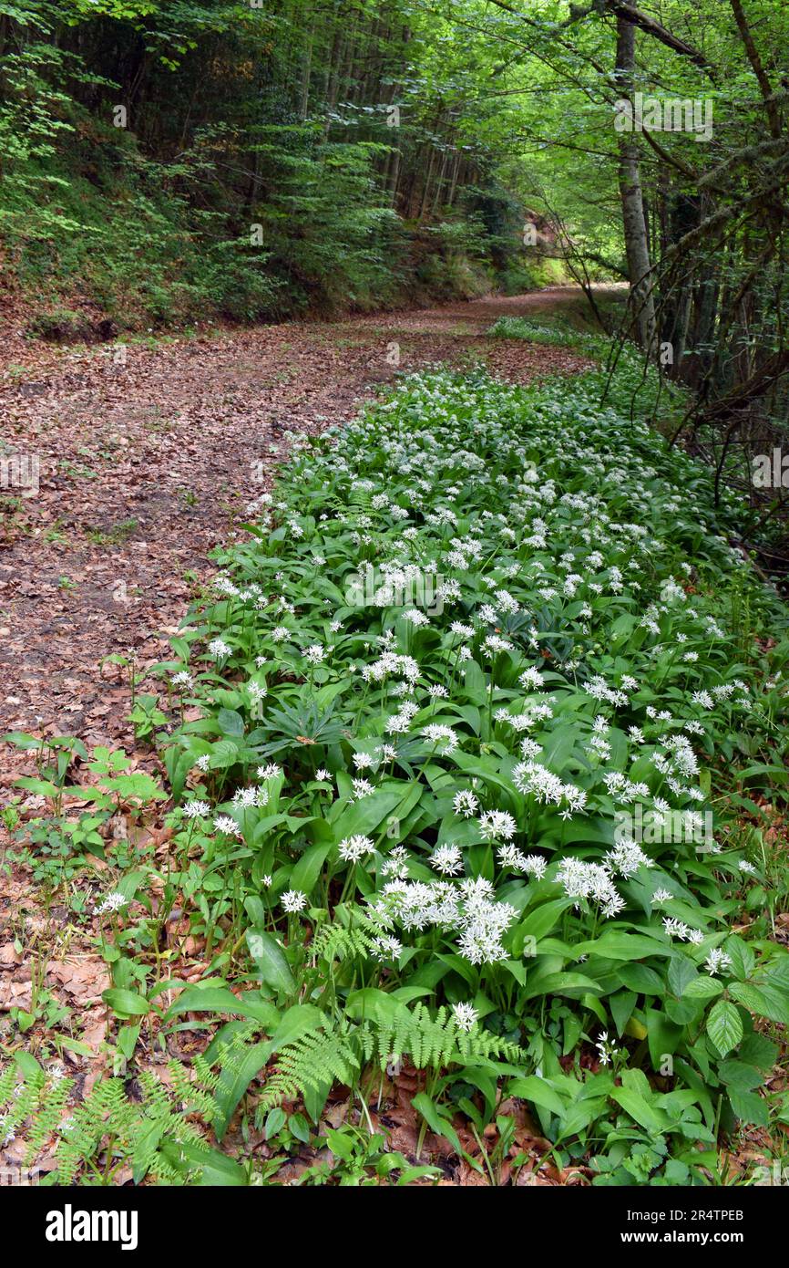 Flowering wild garlic (Allium ursinum) in a beech forest. It is a ...