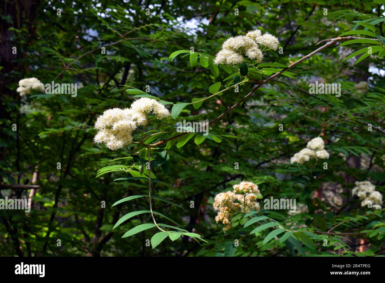 Rowan flowers (Sorbus aucuparia) in spring Stock Photo - Alamy