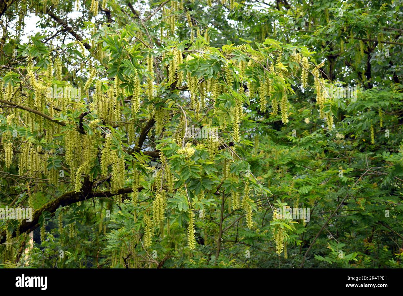 Branches and fruits of Chinese wingnut (Pterocarya stenoptera), an ...