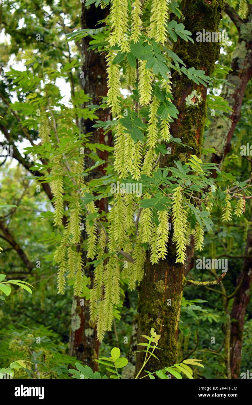 Branches and fruits of Chinese wingnut (Pterocarya stenoptera), an ...