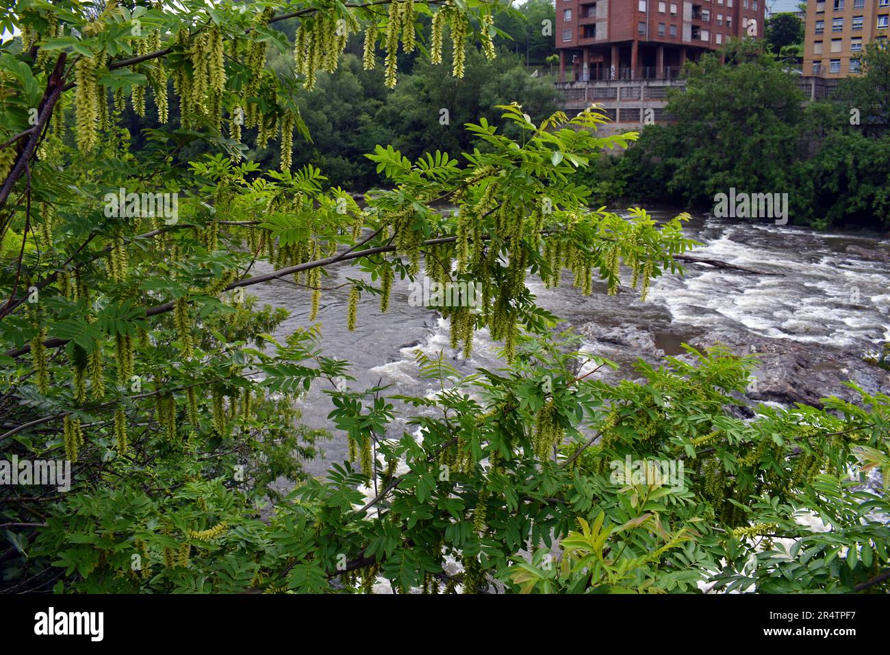 Chinese wingnut (Pterocarya stenoptera), an invasive species native to ...