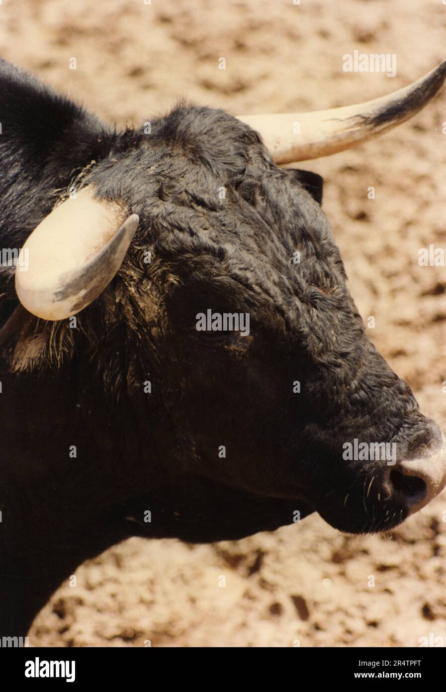 Bullfighting: The head of the bull ready to charge at the corrida ...