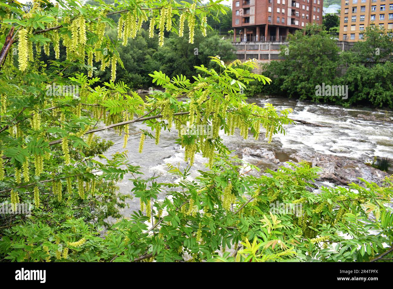 Chinese wingnut (Pterocarya stenoptera), an invasive species native to ...