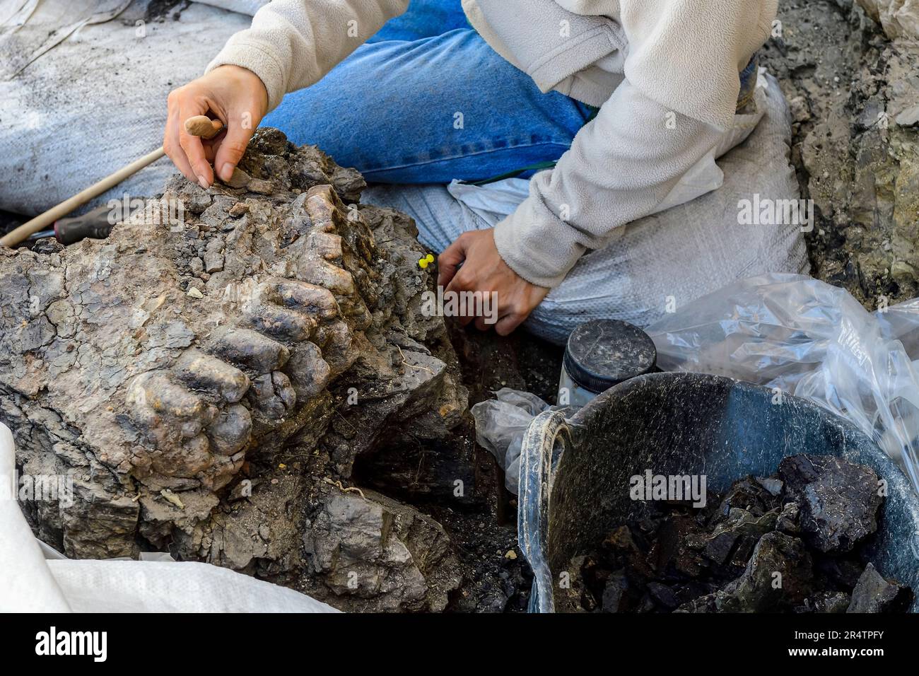 Paleontologist cleaning the teeth of a dinosaur Stock Photo - Alamy