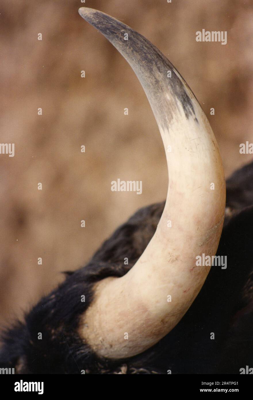 Bull's horn hi-res stock photography and images - Alamy