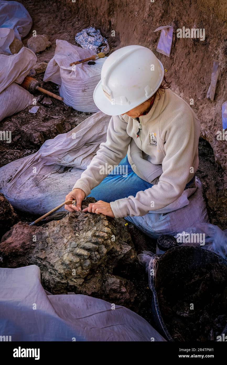Paleontologist cleaning the teeth of a dinosaur Stock Photo - Alamy