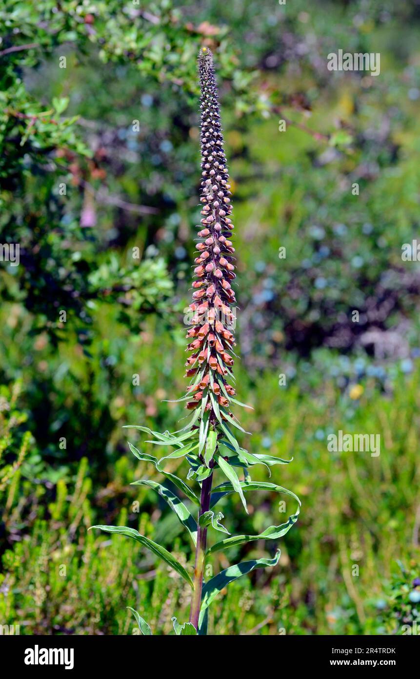 Flowers of the small-flowered foxglove (Digitalis parviflora). It is a ...