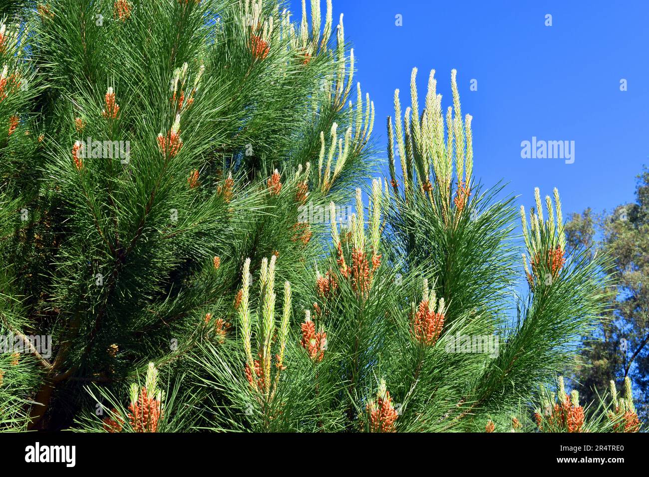 Young stone pine pinus hi-res stock photography and images - Alamy