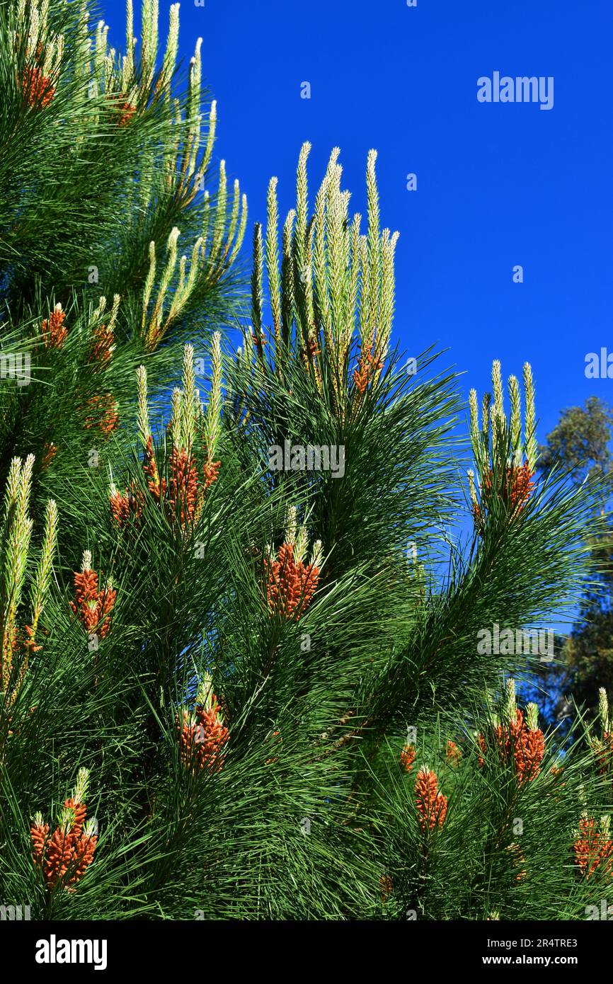 Young stone pine pinus hi-res stock photography and images - Alamy