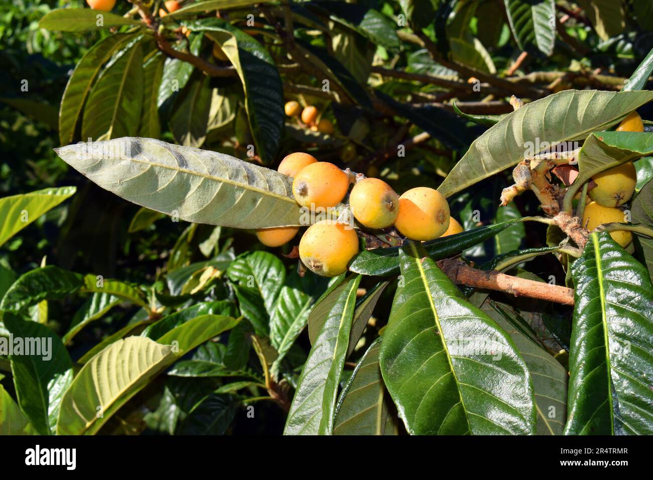 Ripe fruits of the Japanese loquat (Eriobotrya japonica Stock Photo - Alamy Ripe fruits of the Japanese loquat (Eriobotrya japonica Stock Photo - Alamy