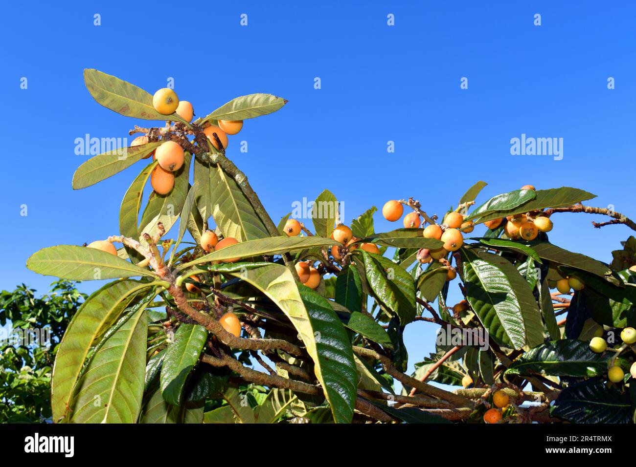 Ripe fruits of the Japanese loquat (Eriobotrya japonica Stock Photo - Alamy