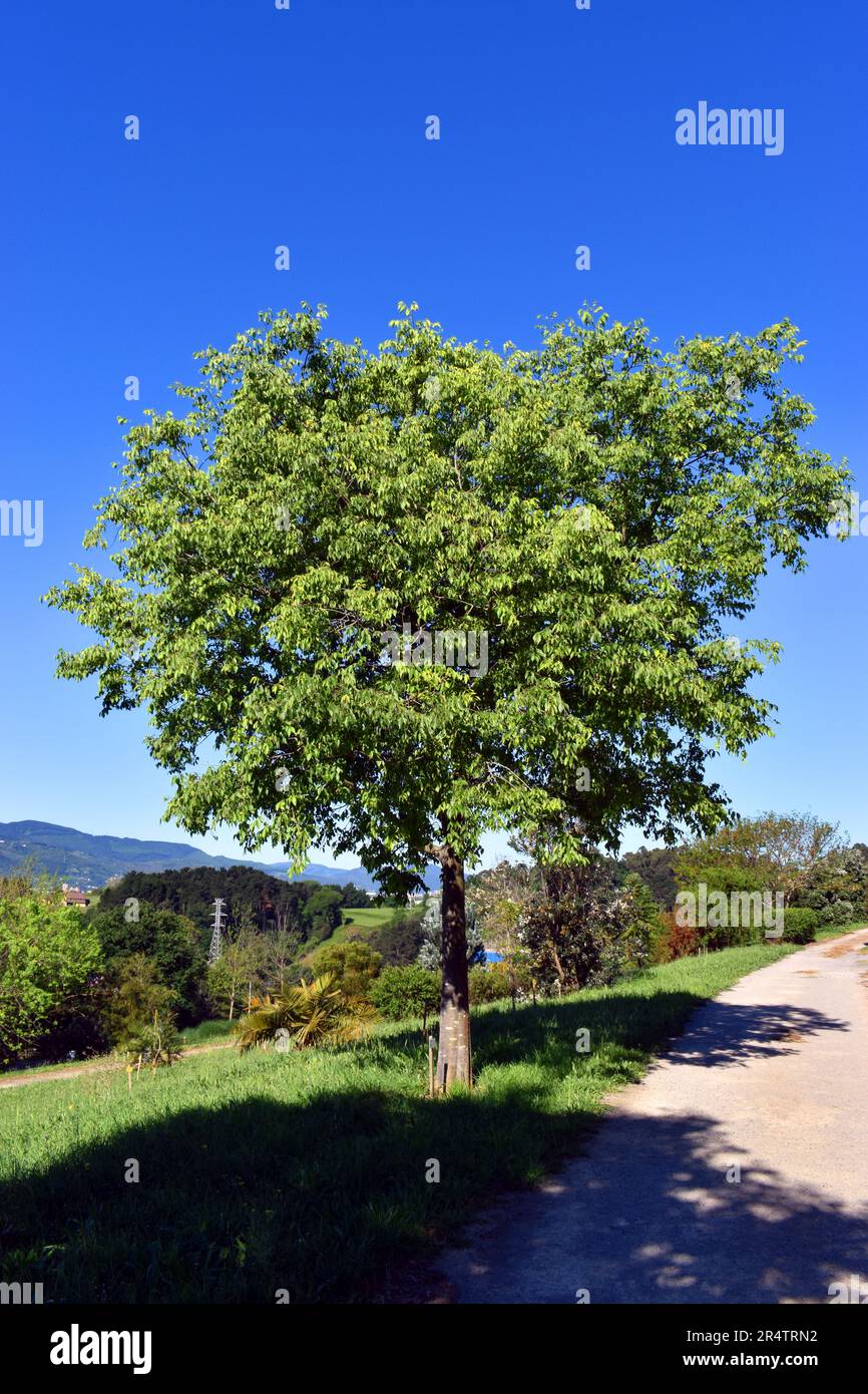 The European nettle tree (Celtis australis) in a park Stock Photo - Alamy
