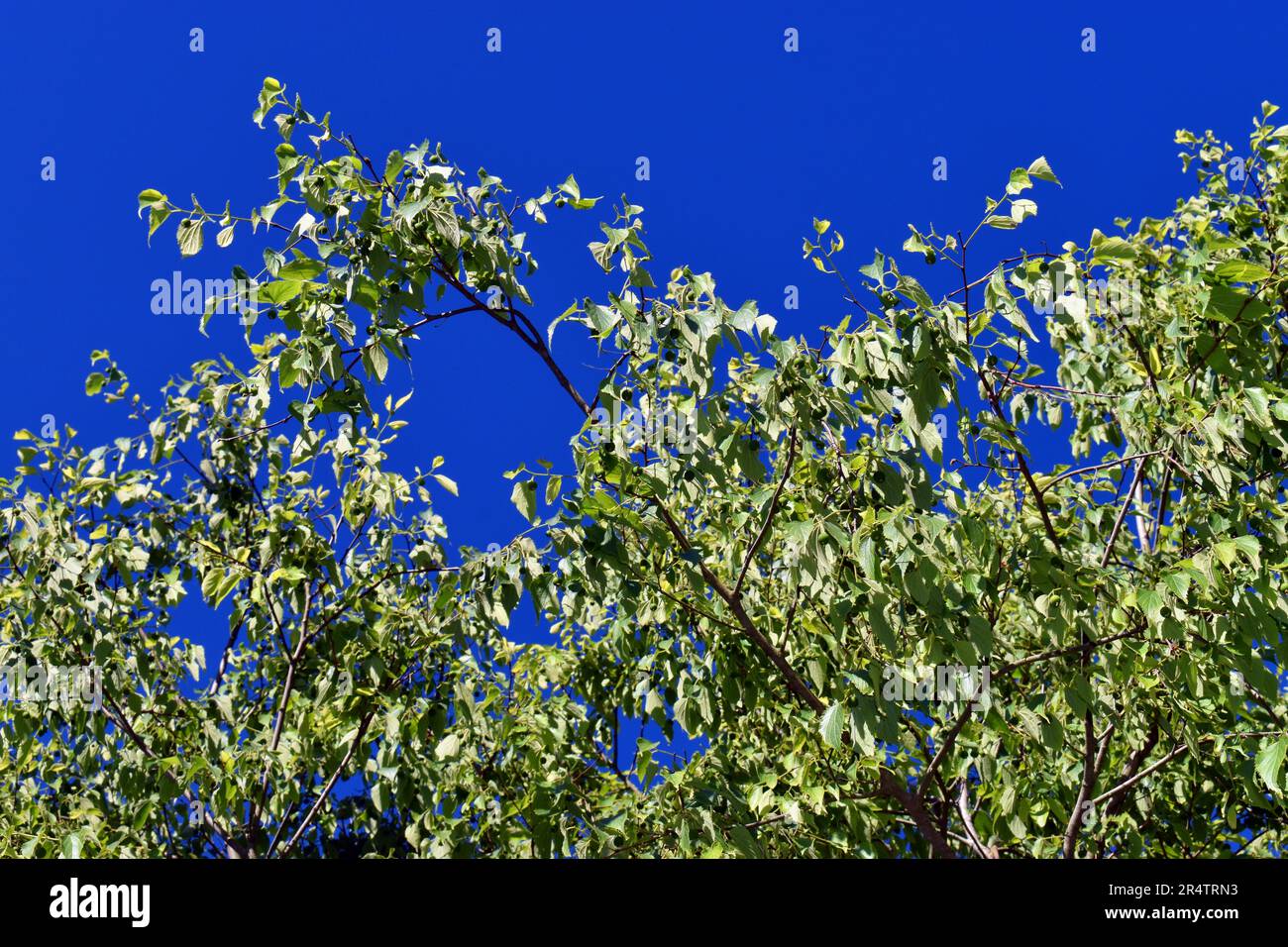 Nettle tree hi-res stock photography and images - Alamy