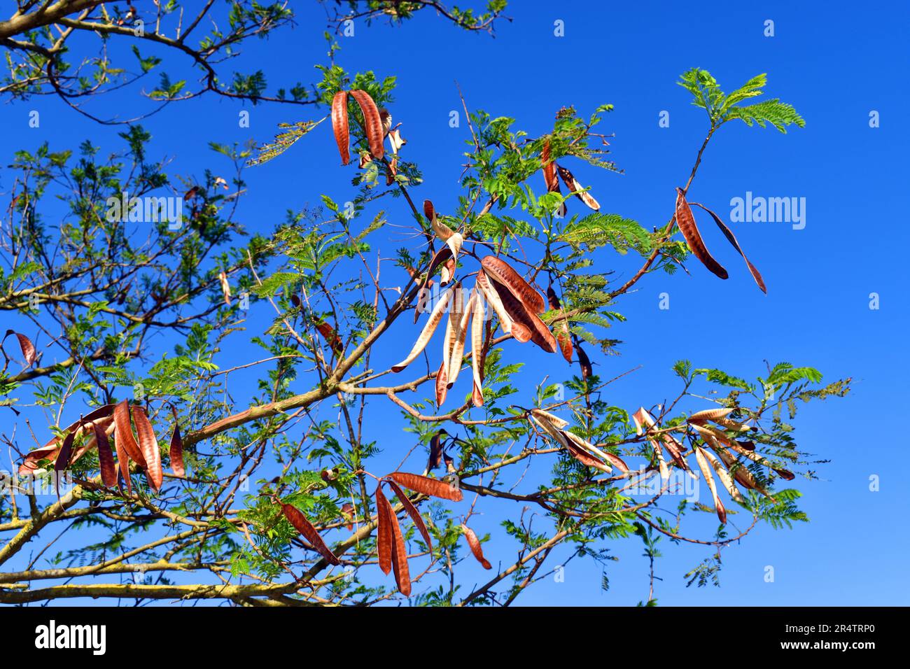 Leucaena leucocephala showing its pods. It is an ornamental plant ...