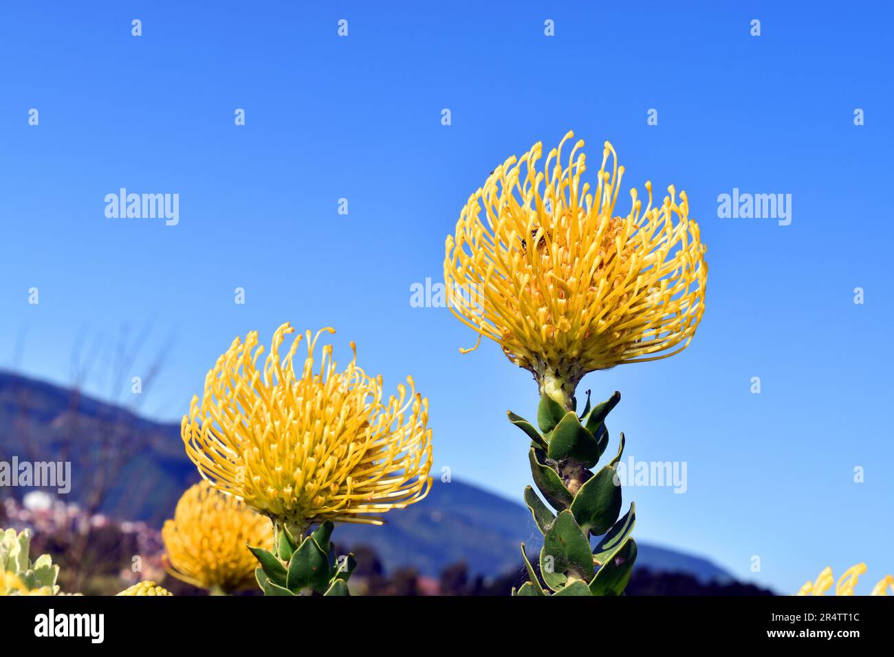 Leucospermum High Gold is a hybrid of L. cordifolium and L. patersonii ...