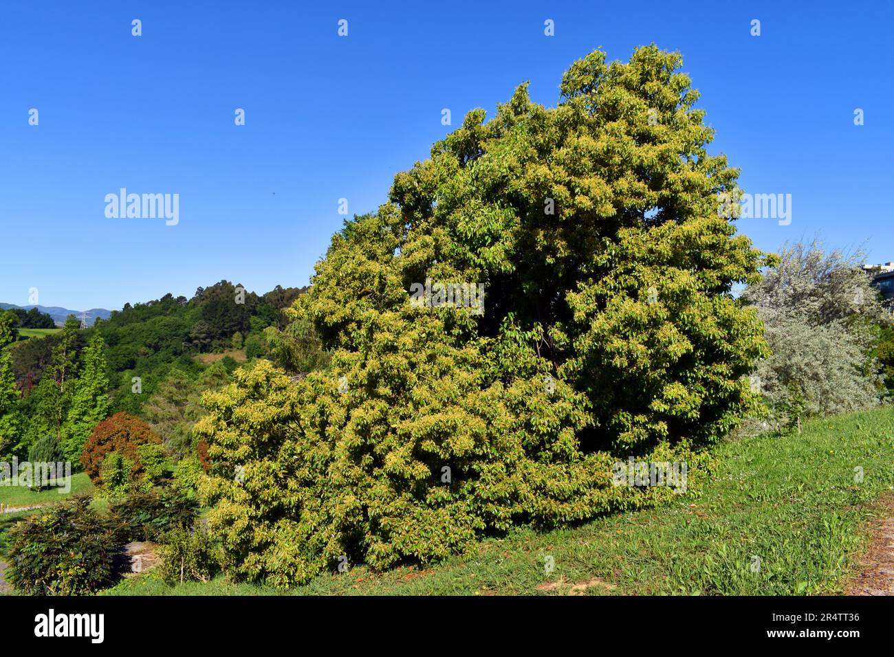 A camphor tree (Cinnamomum camphora) grown in a park Stock Photo - Alamy