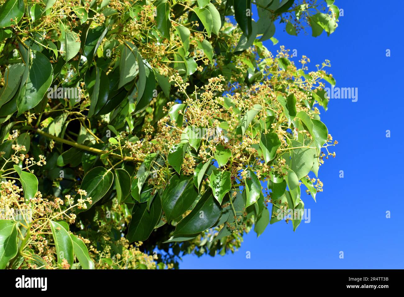Leaves and flowers of the camphor tree (Cinnamomum camphora Stock Photo ...