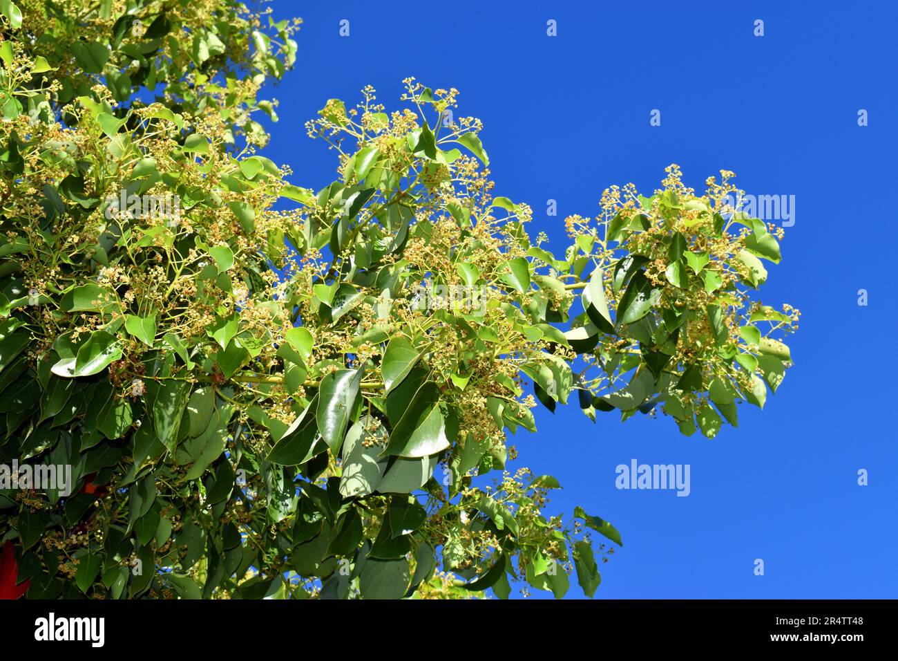 Leaves and flowers of the camphor tree (Cinnamomum camphora Stock Photo ...
