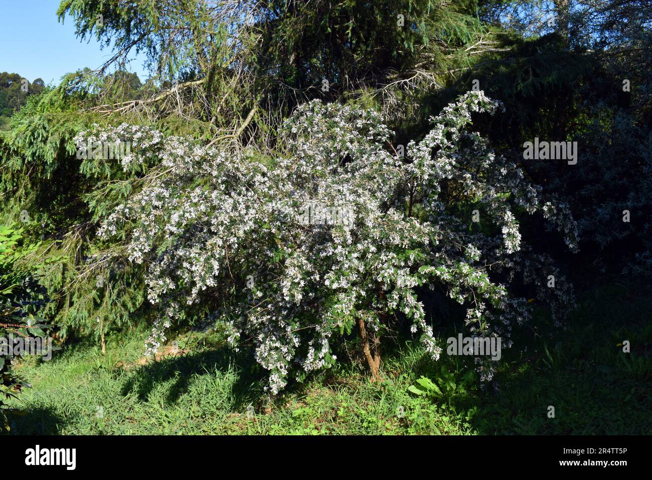 Flowers of Sophora davidii, a shrub native to southwestern China Stock ...