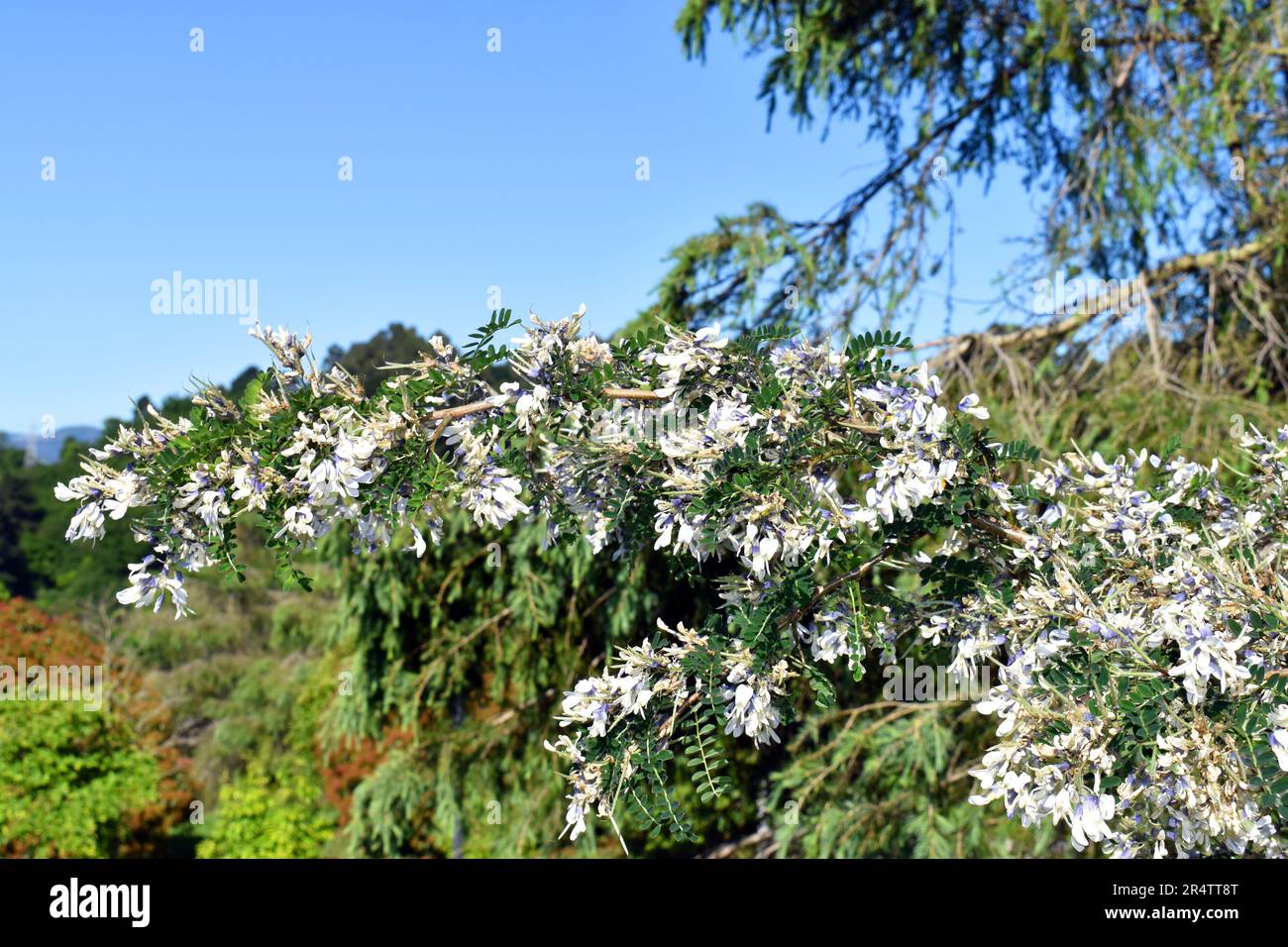 Flowers of Sophora davidii, a shrub native to southwestern China Stock ...