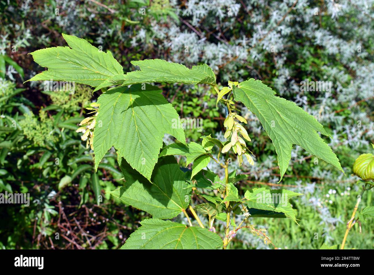 Leaves and fruits of the grey-budded snake-bark-maple (Acer rufinerve ...