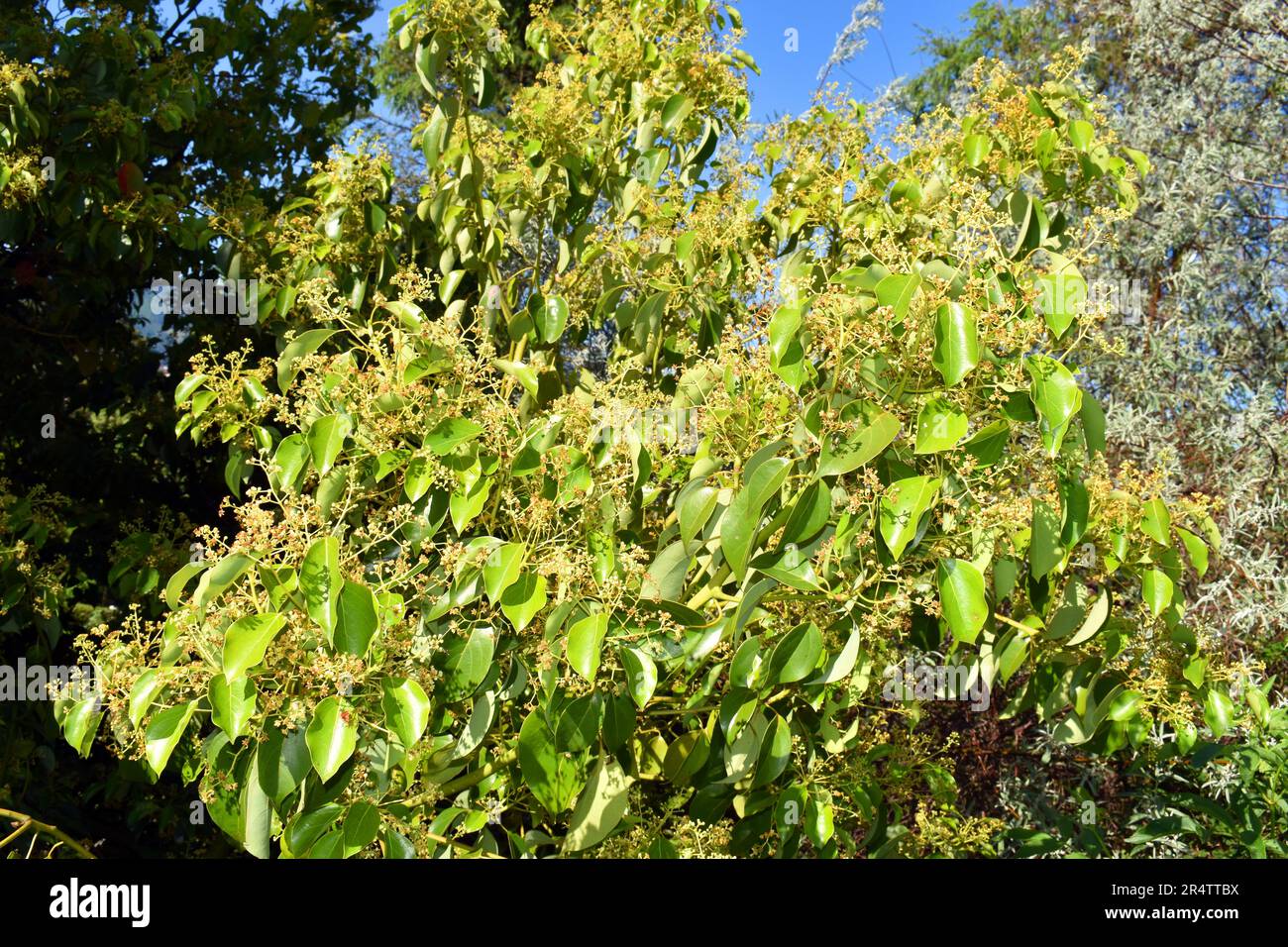 Leaves and flowers of the camphor tree (Cinnamomum camphora Stock Photo ...