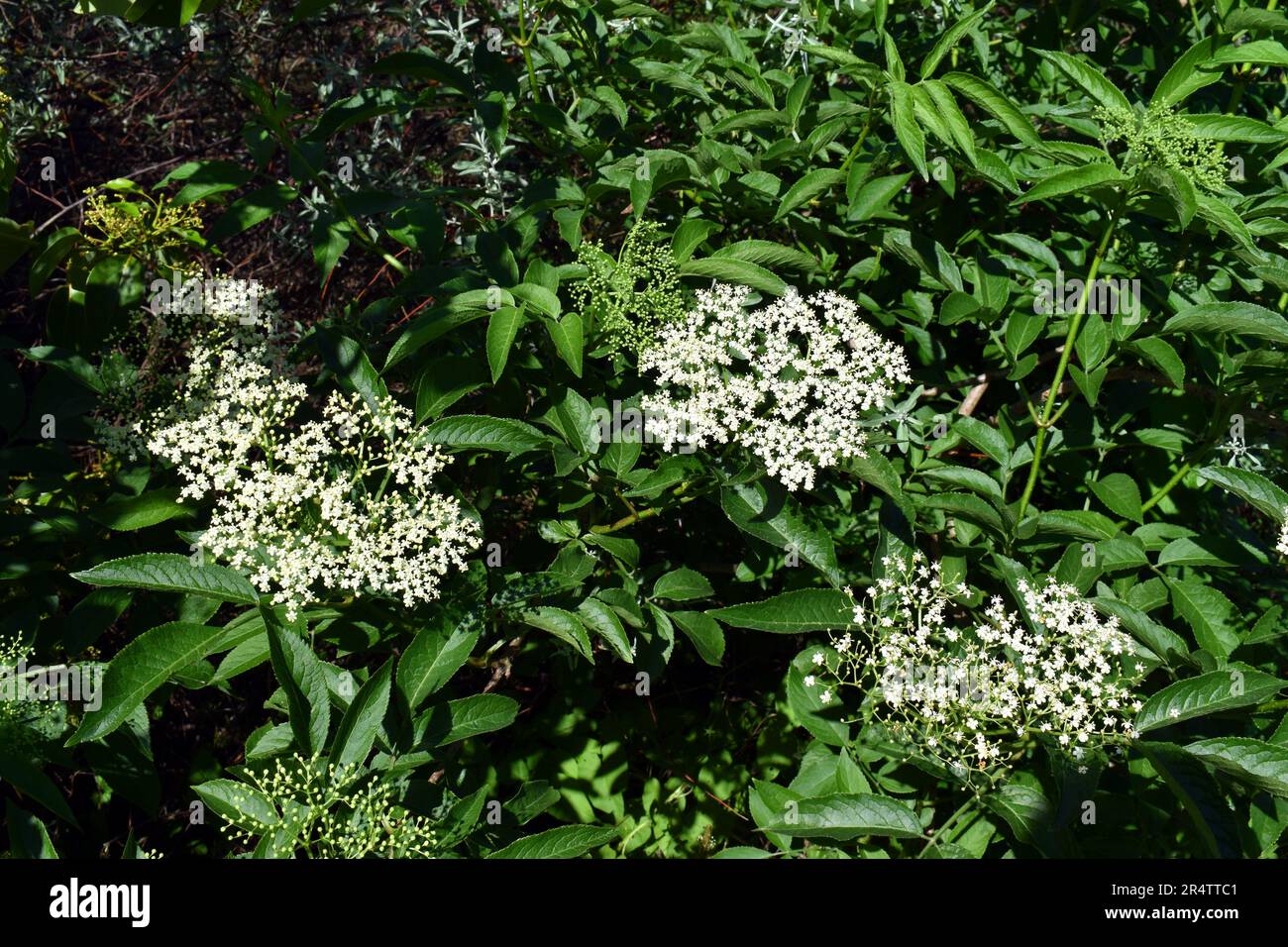 Branches, leaves and flowers of the elder (Sambucus nigra Stock Photo ...