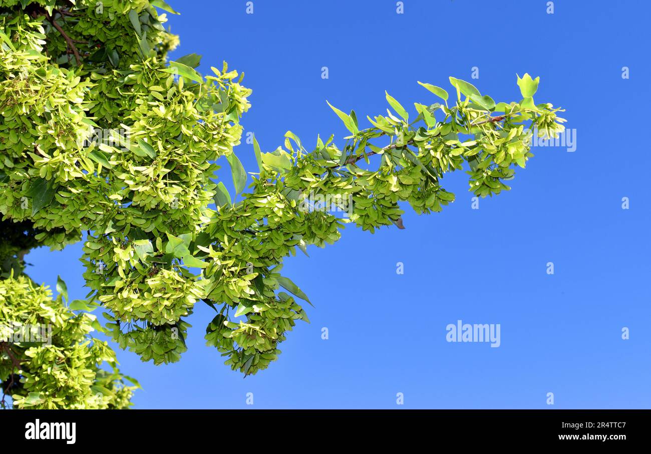 Leaves and fruits of trident maple (Acer buergerianum Stock Photo - Alamy