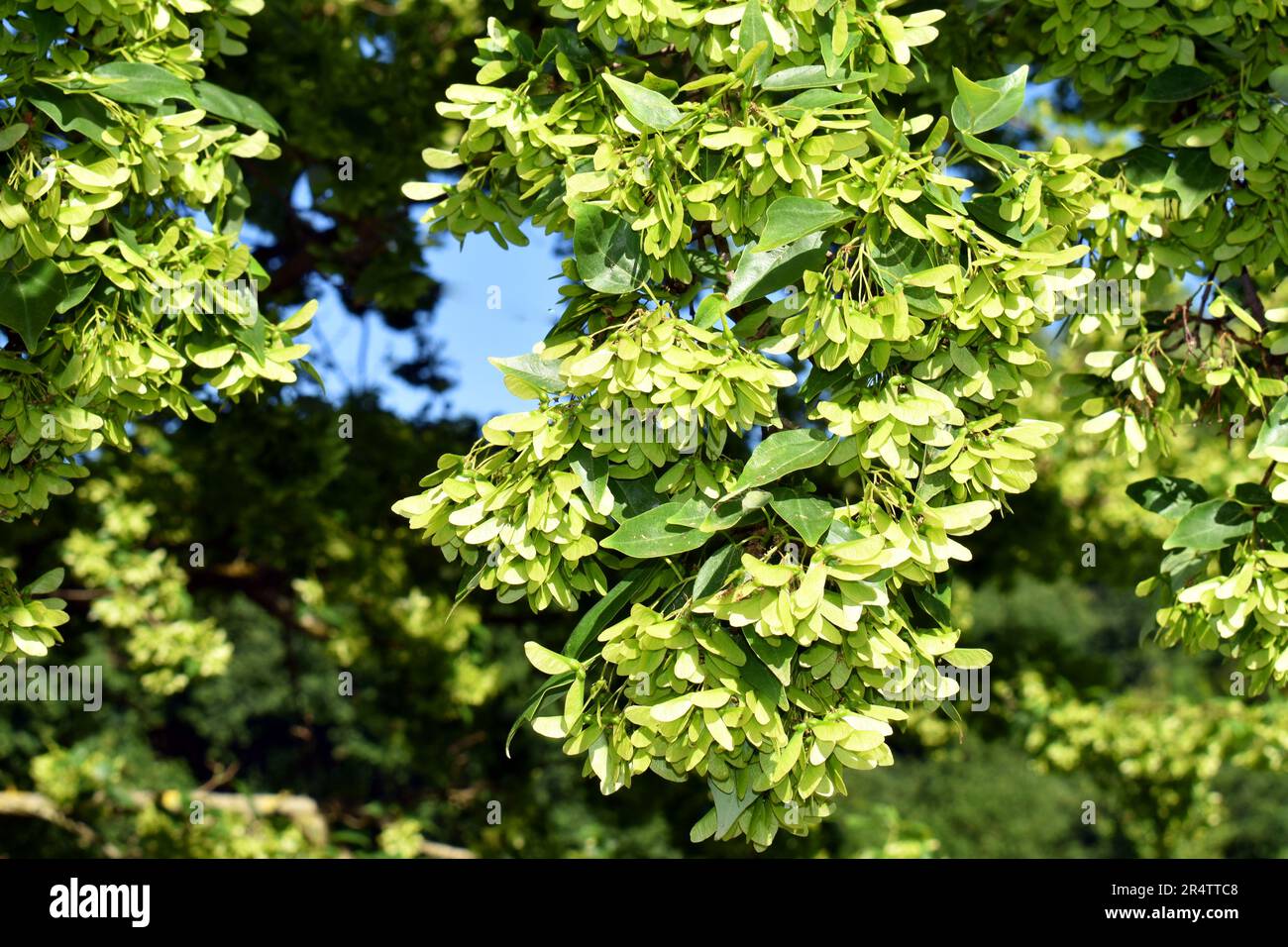 Leaves and fruits of trident maple (Acer buergerianum Stock Photo - Alamy