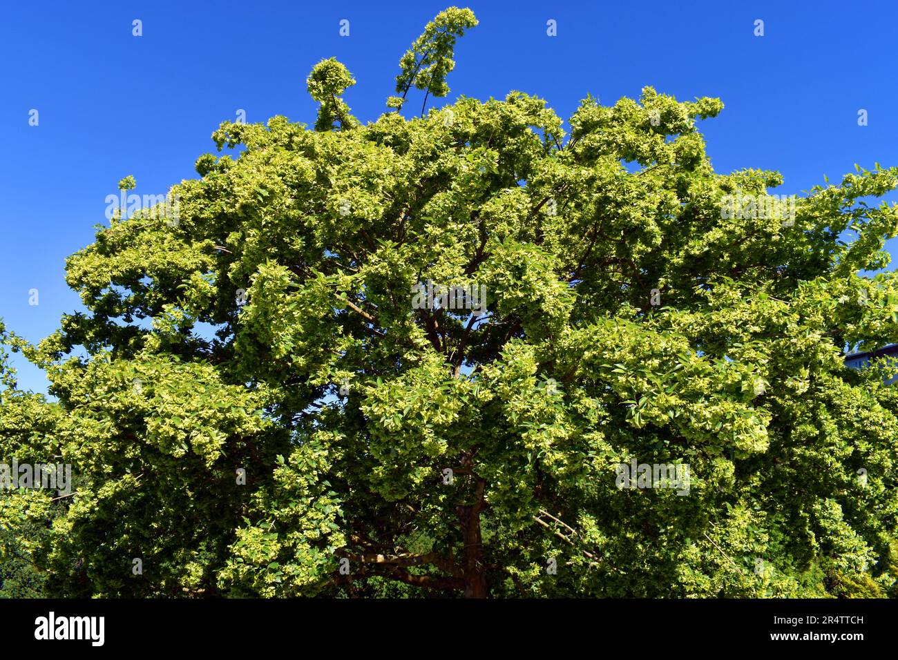 Leaves and fruits of trident maple (Acer buergerianum Stock Photo - Alamy